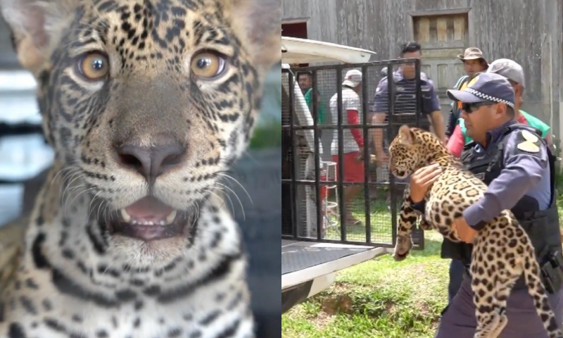 Filhote de onça-pintada criado como 'pet' por família é resgatado no AM