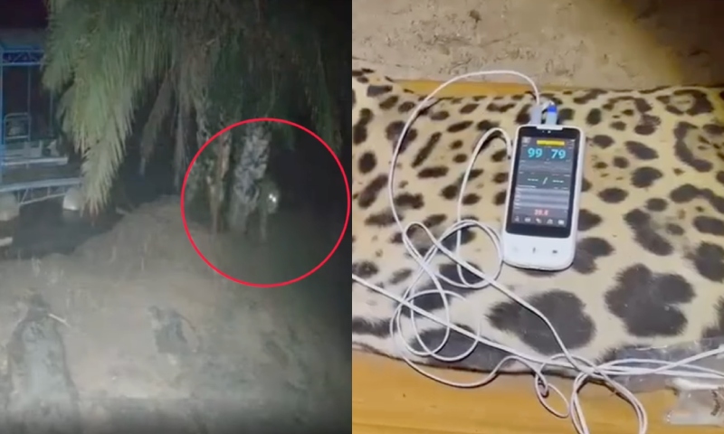 Onça que m4tou o caseiro Jorginho é capturada e tratada por ...